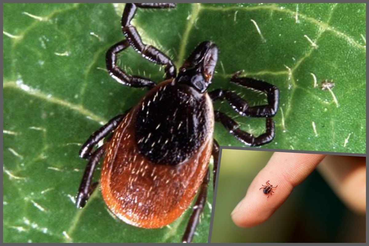 Este printre cele mai periculoase insecte din România. Apare primăvara ...