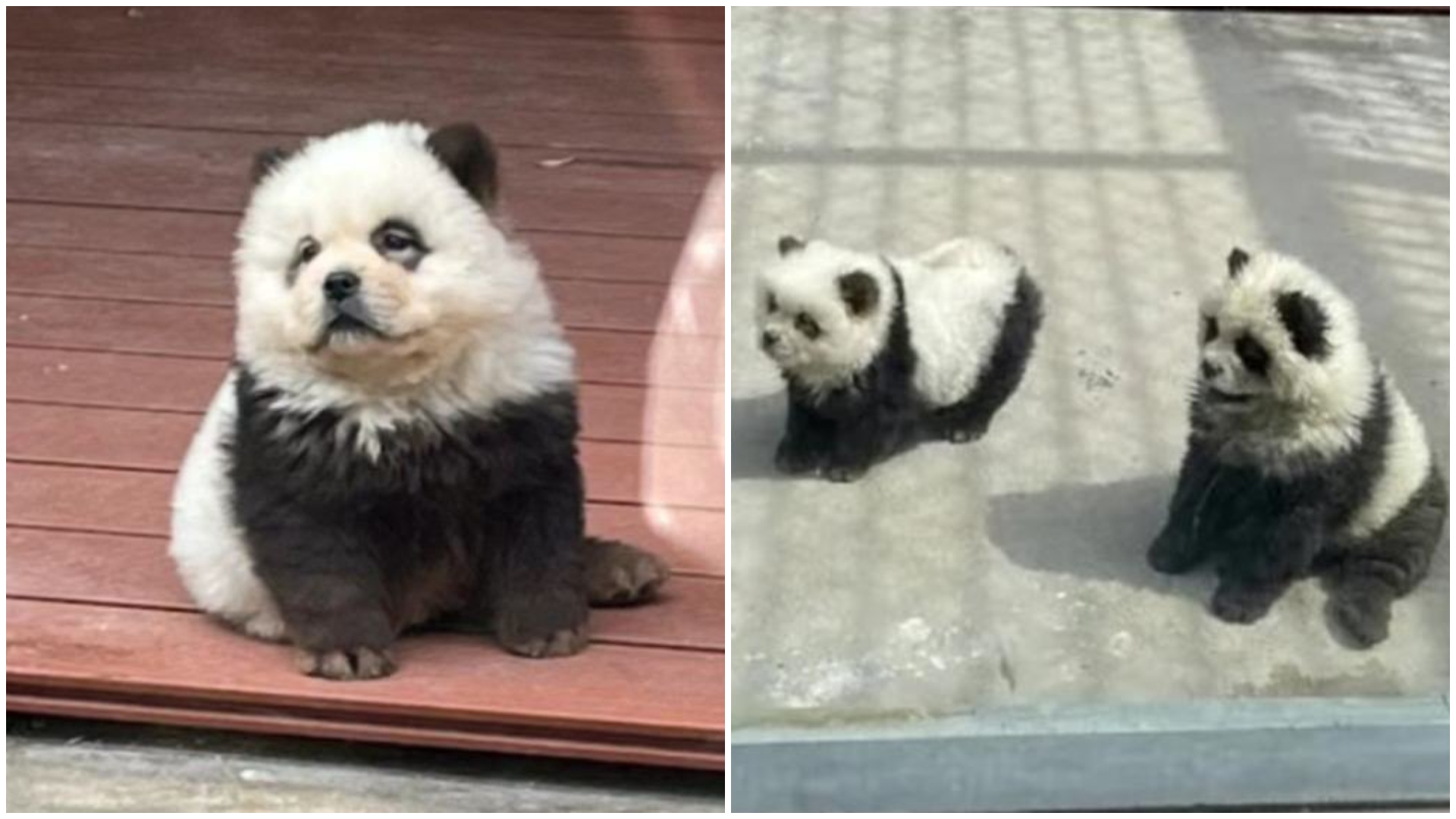 Video. Câini vopsiți să arate precum urșii panda la o grădină zoologică ...