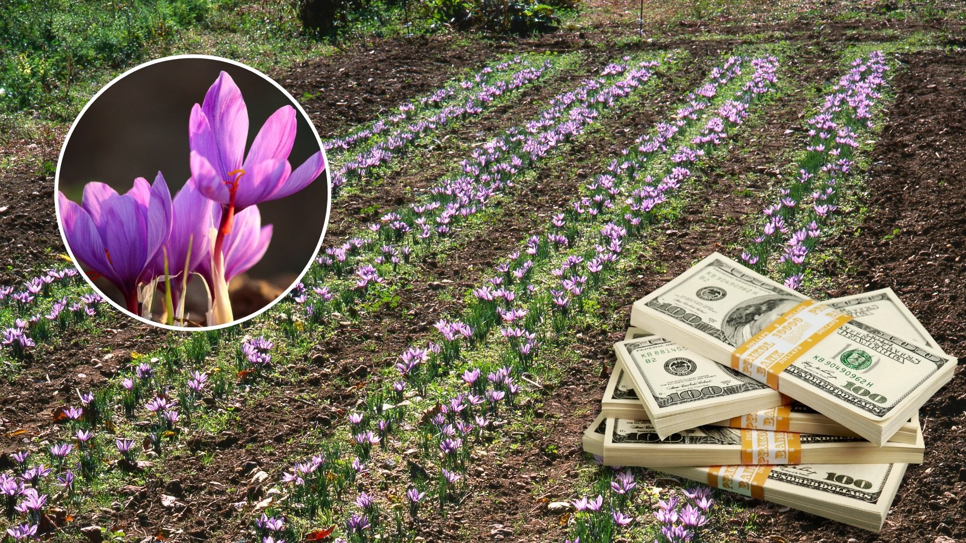 Planta care poate umple de bani. Este cunoscută ca “aurul roșu”, are o ...