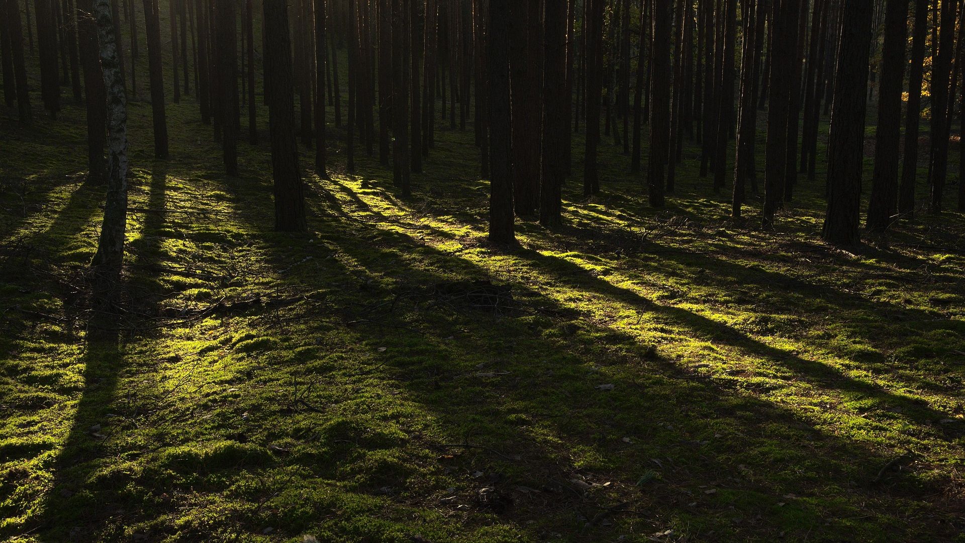 Animalul rar care s-a născut în România. Sunt doar 20 de exemplare în ...